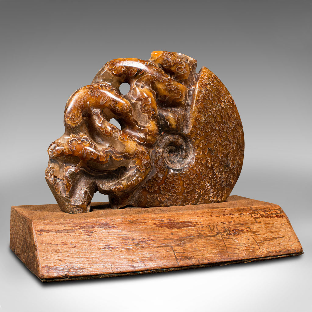 Vintage Carved Decorative Ammonite African Fossil Display Specimen London Fine Antiques