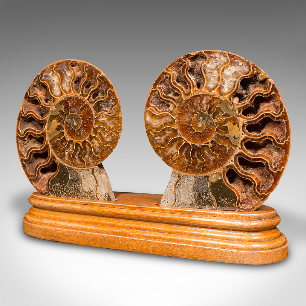 Vintage Decorative Halved Ammonite African Fossil Display Plinth London Fine Antiques