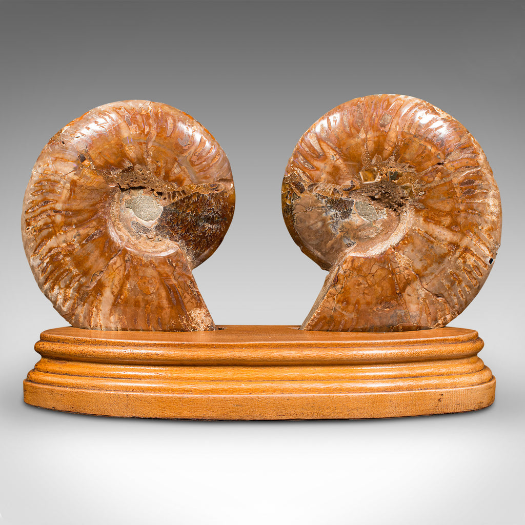 Vintage Decorative Halved Ammonite African Fossil Display Plinth London Fine Antiques
